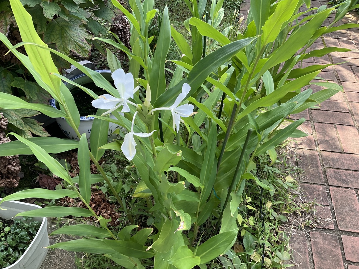 【編集長から】ジンジャー、つまり生姜の花｜花田紀凱 (2/2) | Hanadaプラス